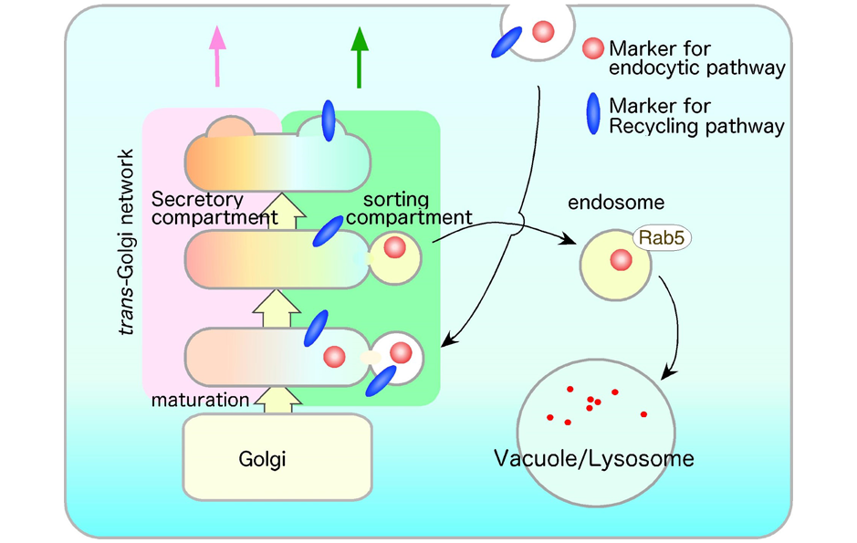 Uncovering Novel Mechanisms of Endocytosis and Intracellular ...