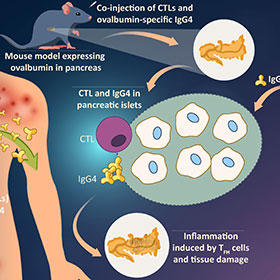 Solving the puzzle of IgG4-related disease, the elusive autoimmune disorder | Tokyo University ...