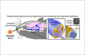 The Nose-Brain Pathway: Exploring the Role of Trigeminal Nerves in ...