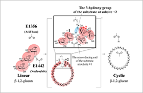Uncovering The Cyclization Mechanism of Cyclic β-1,2-Glucan Synthase ...
