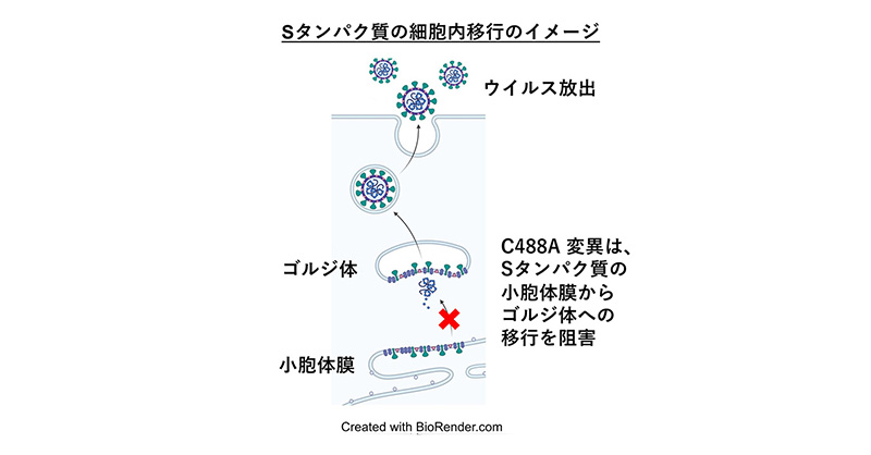 新型コロナウイルス スパイクタンパク質の弱点部位を同定488番目のシステイン残基が新規治療標的部位となる可能性｜東京理科大学